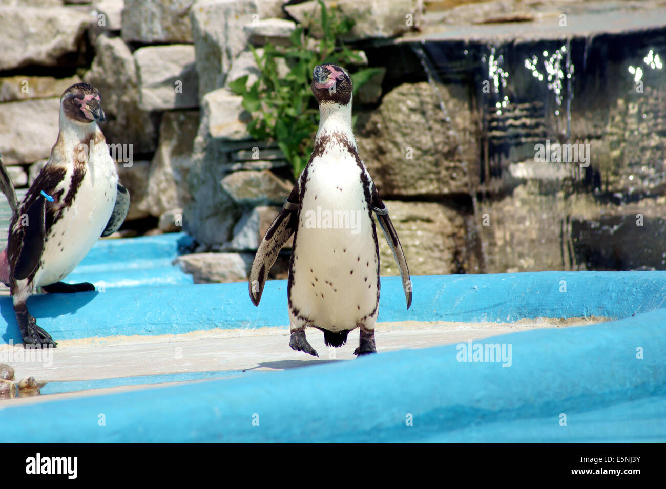 Burrowing penguin hi-res stock photography and images - Alamy