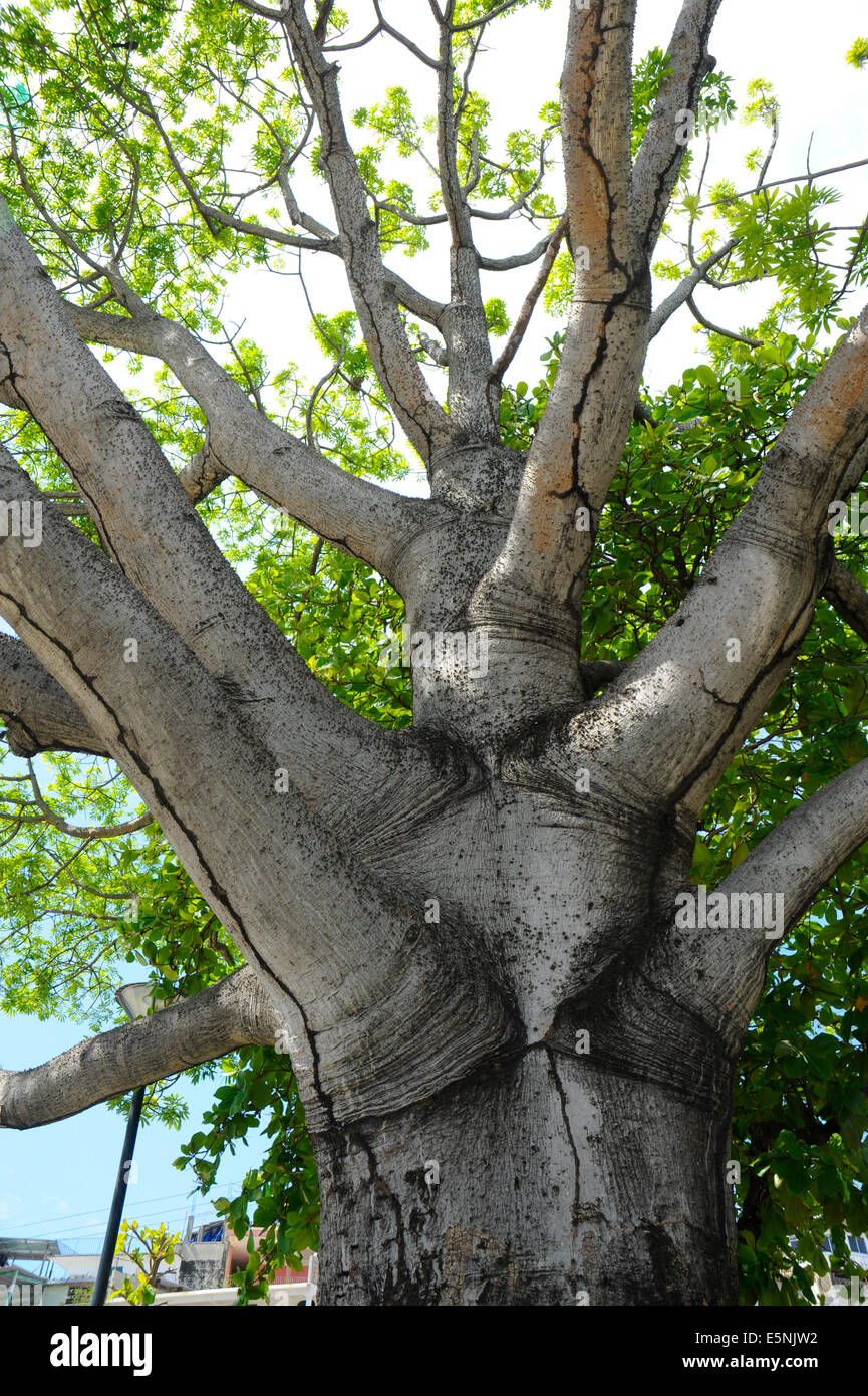 Old tree in Acapulco along the coast, Mexico Stock Photo - Alamy