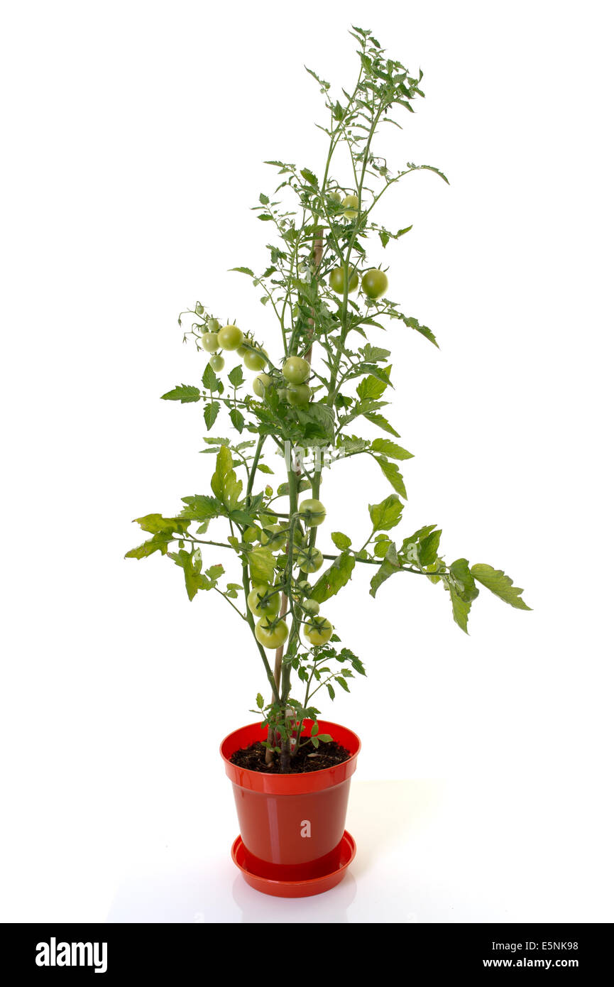 Potted tomato hi-res stock photography and images - Alamy