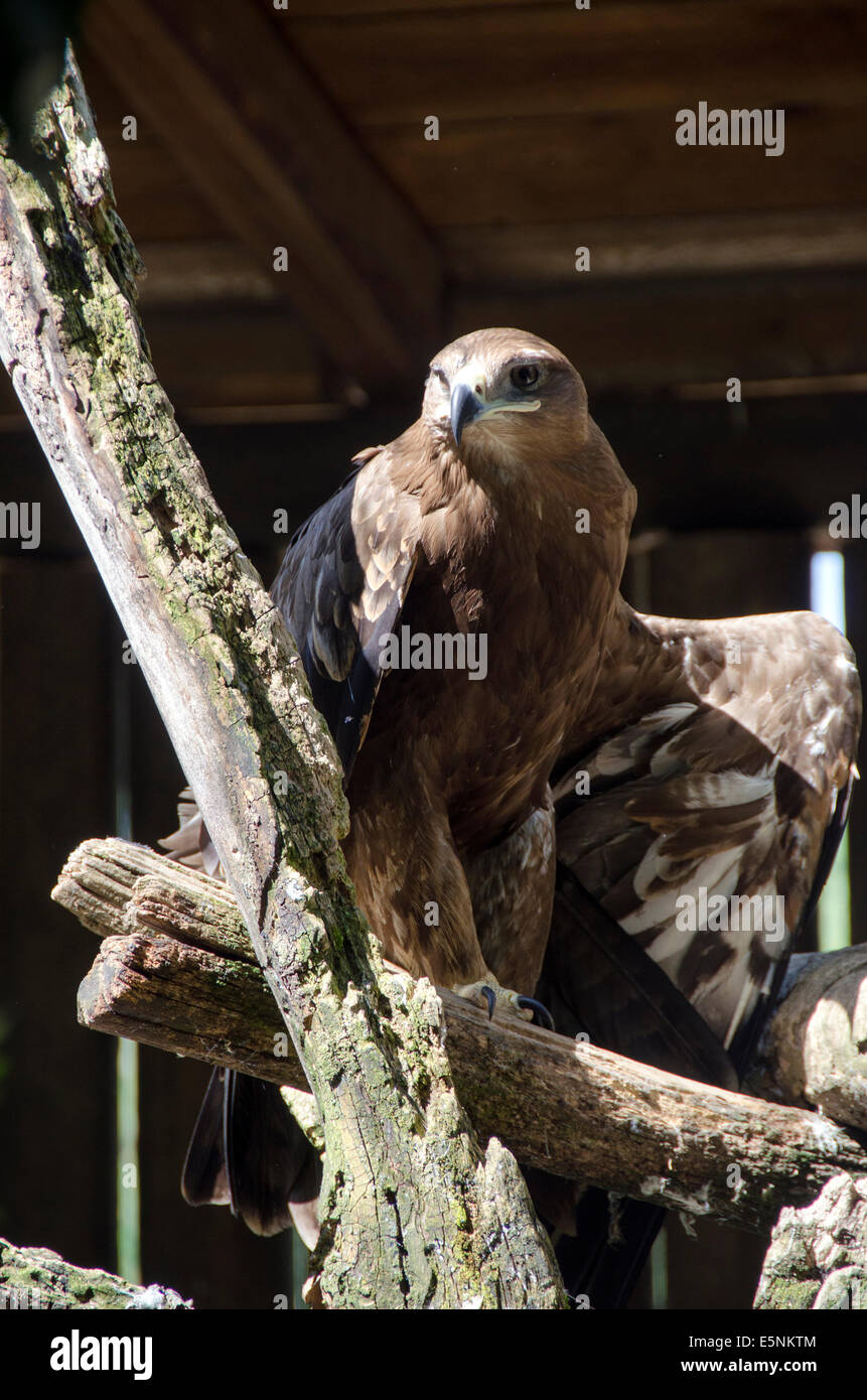 A golden eagle on a tree branch Stock Photo - Alamy