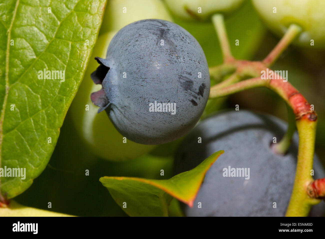 Blueberry Plant Stock Photos & Blueberry Plant Stock Images - Alamy