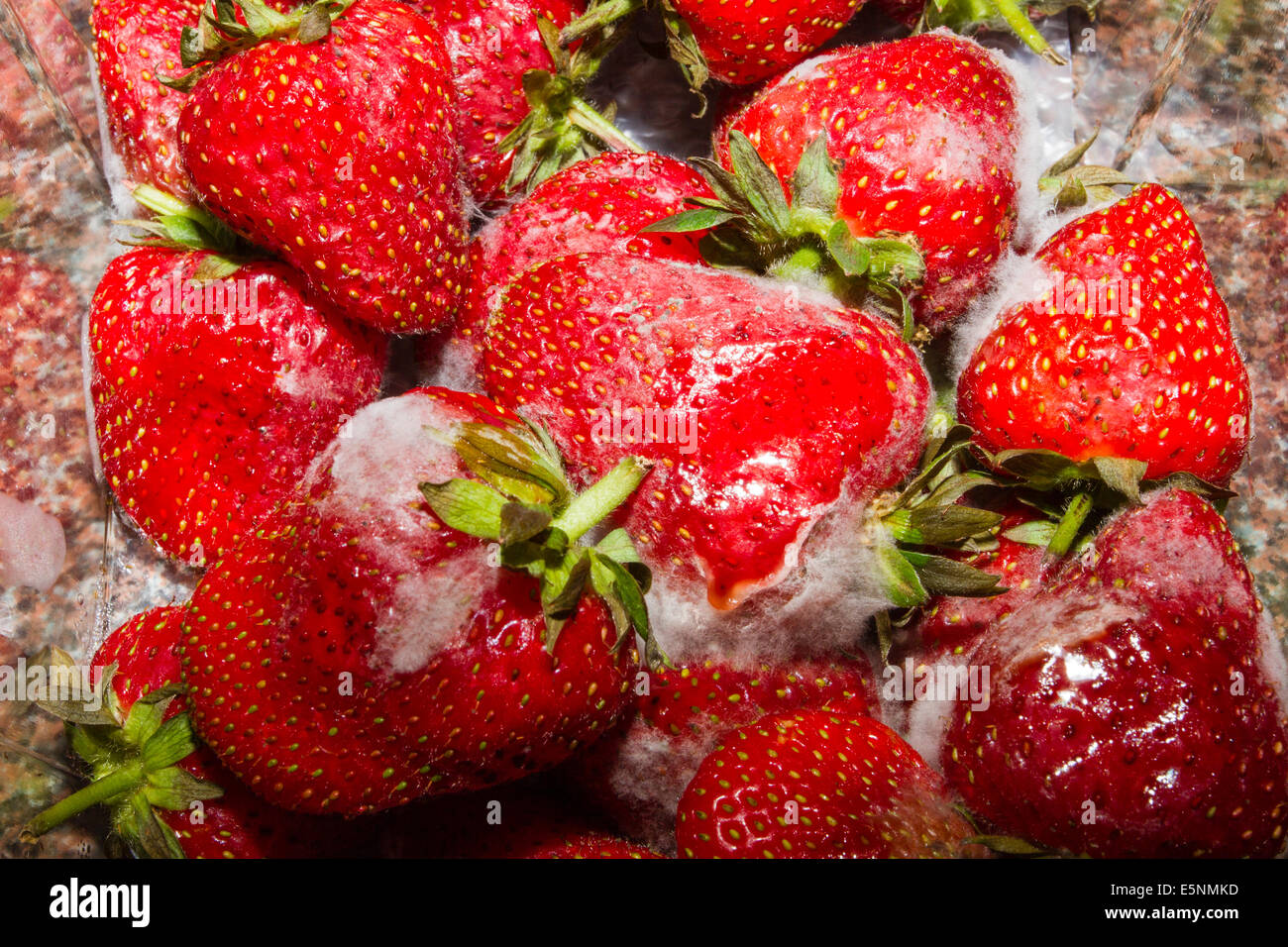 Punnet of mouldy strawberries Stock Photo - Alamy