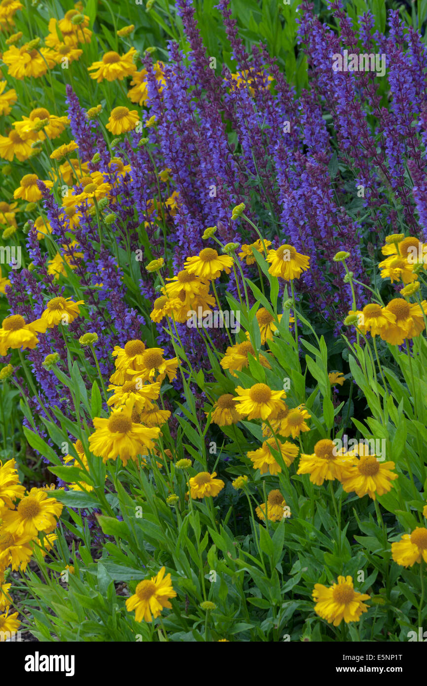 Helenium autumnale pomilum and Salvias in garden border Stock Photo - Alamy
