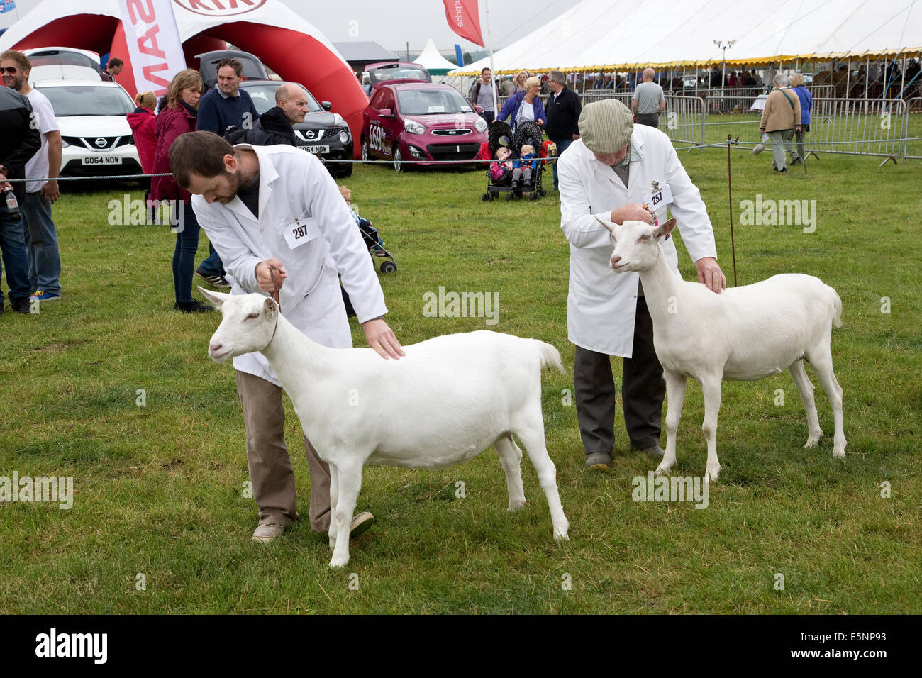 Goat judging competition in large English agricultural and craft show ...