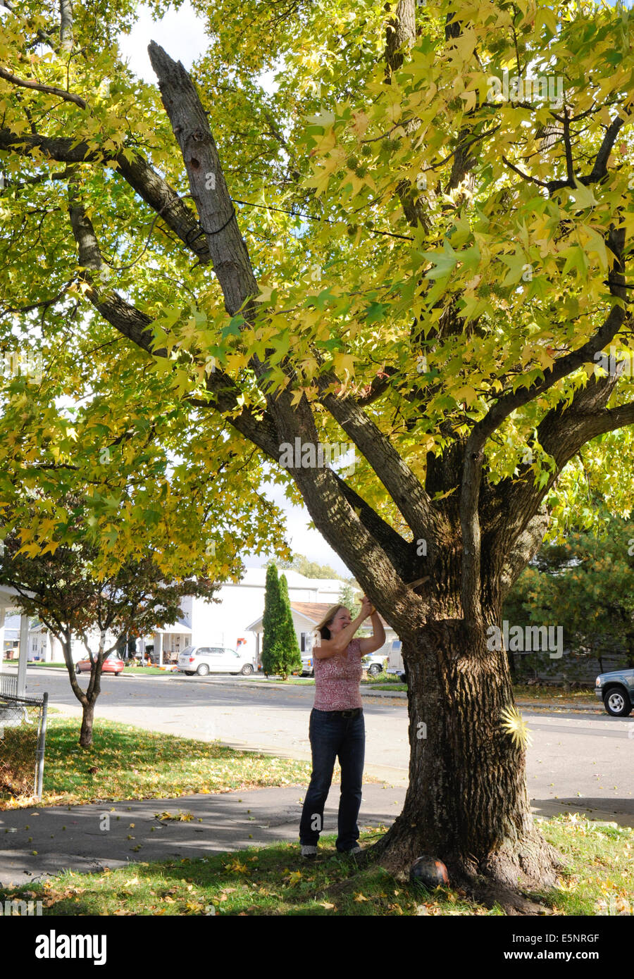 Indiana tree hi-res stock photography and images - Alamy