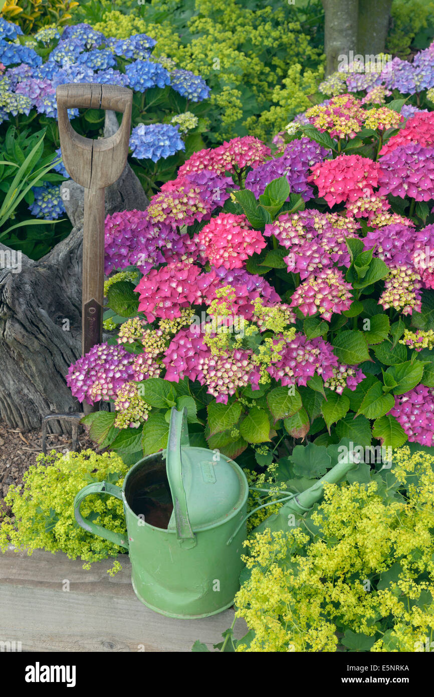 Colorful Border Plants High Resolution Stock Photography and Images - Alamy