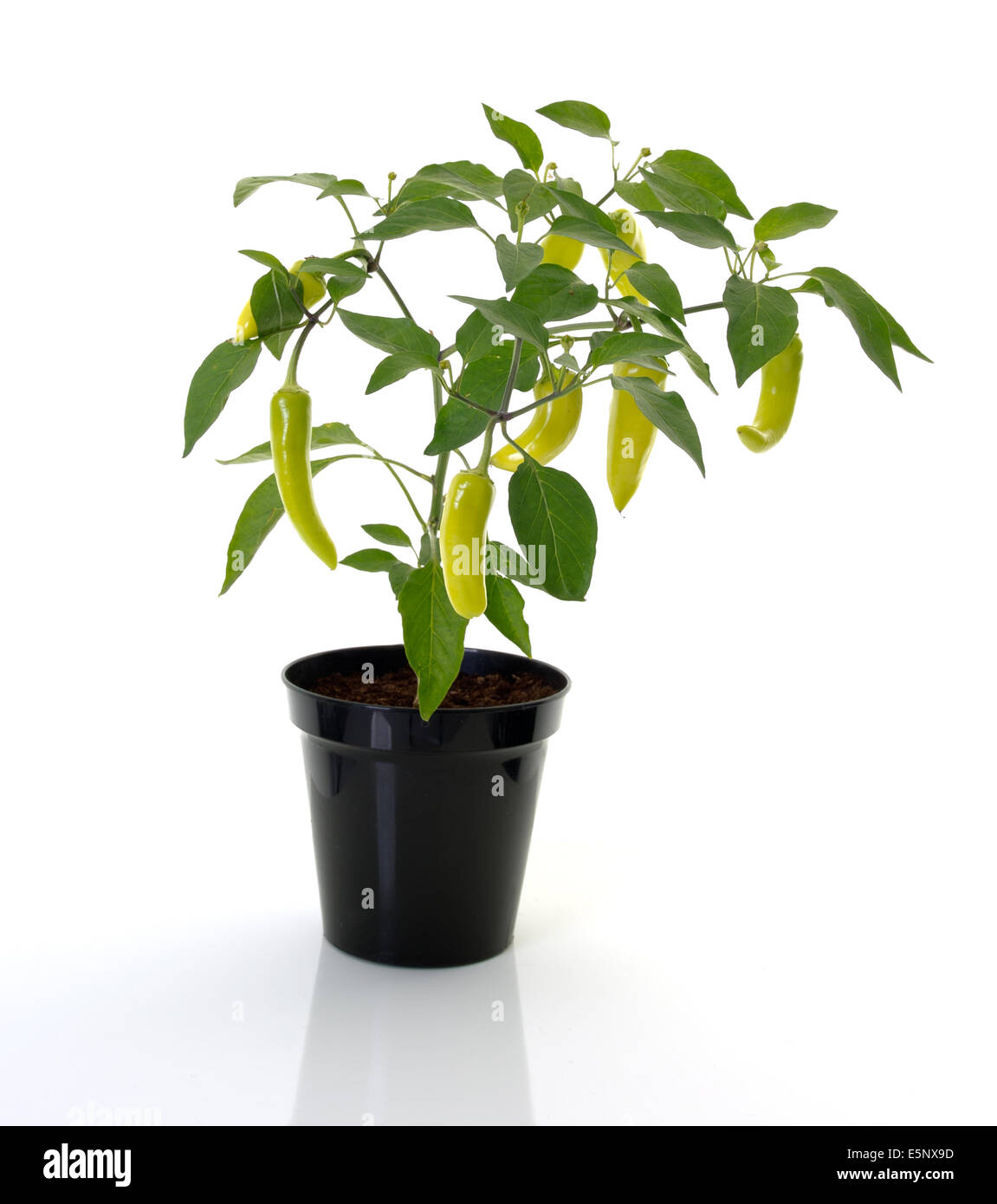 Chilli plant hi-res stock photography and images - Alamy