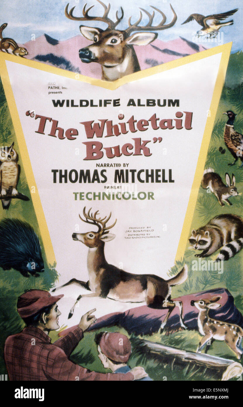 THE WHITETAIL BUCK, US poster, 1955 Stock Photo - Alamy