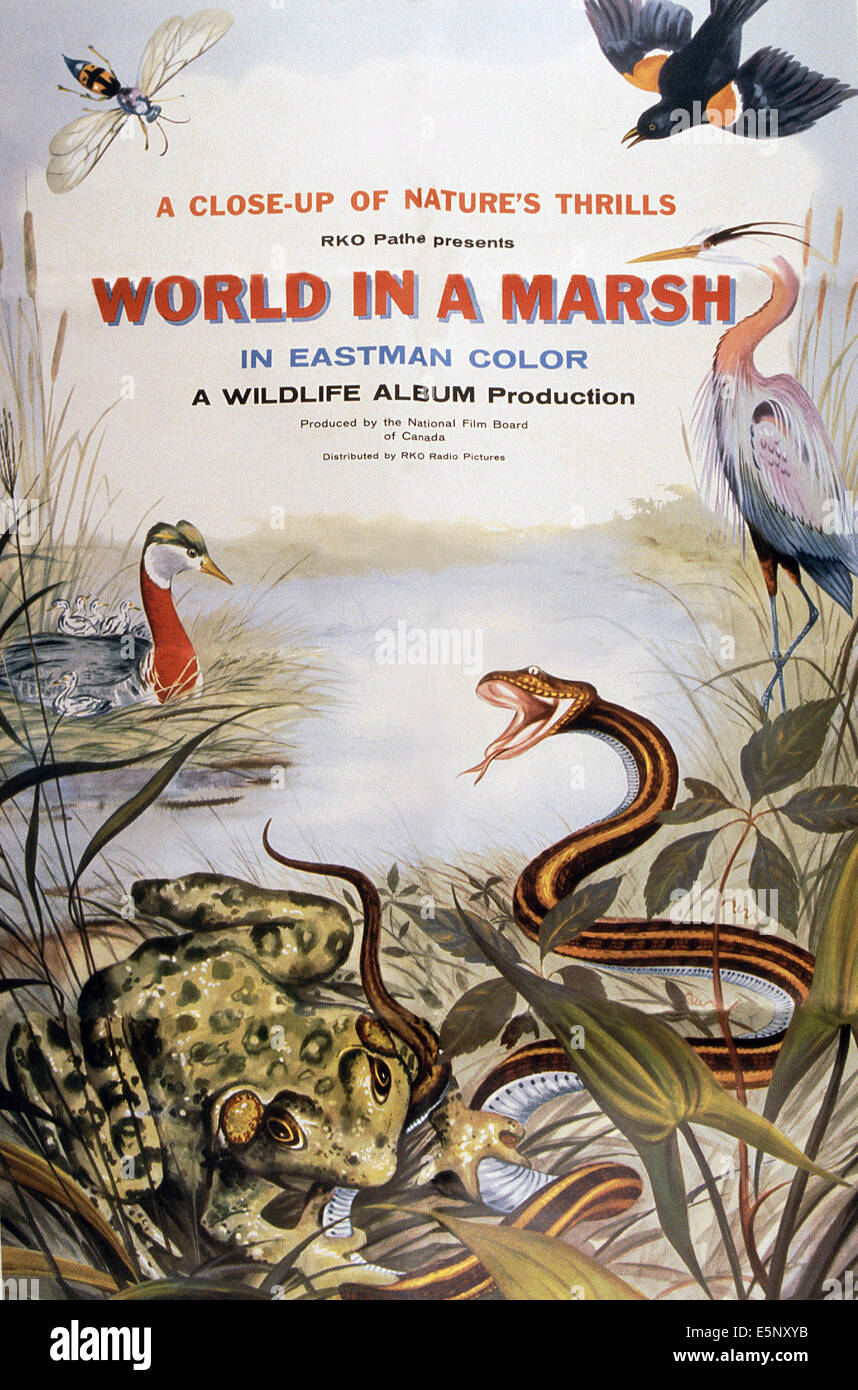 WORLD IN A MARSH, US poster, 1956 Stock Photo - Alamy