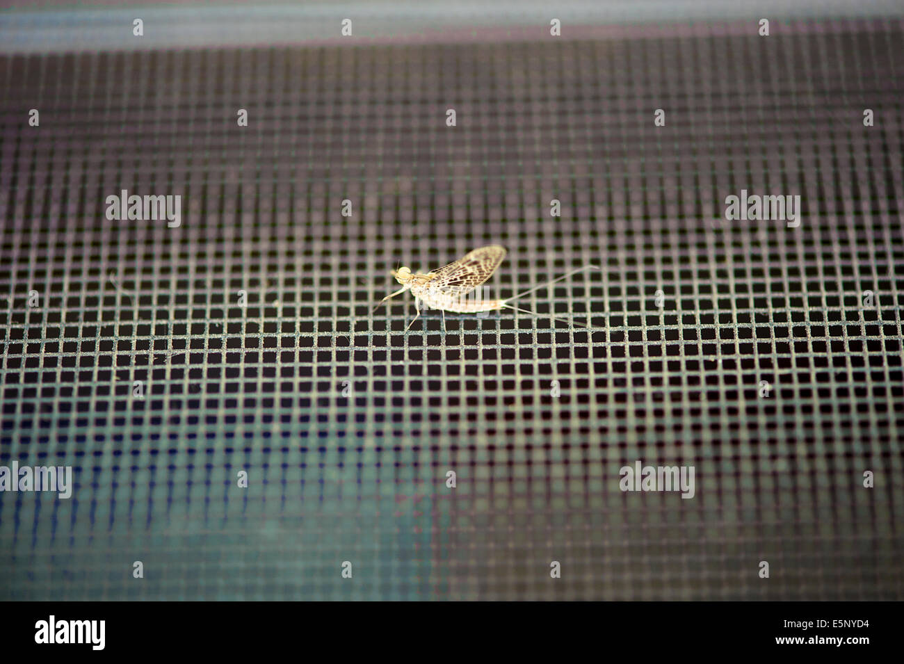 Mayfly on screen Stock Photo - Alamy