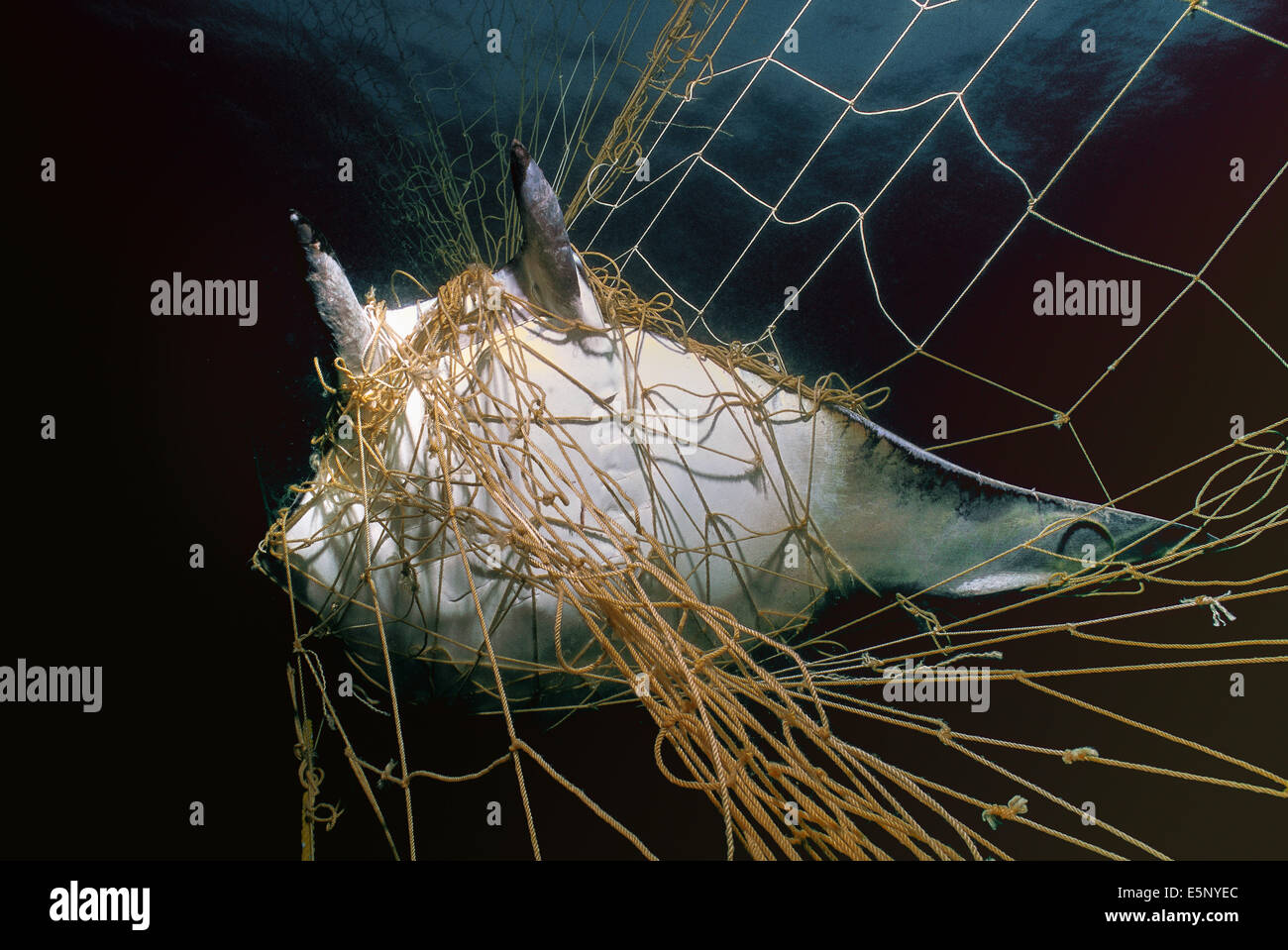 Manta Ray (Manta birostris) caught In Gill Net - Huatampo, Mexico. Gulf ...