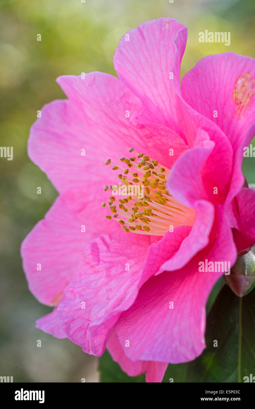 Joe nuccio hi-res stock photography and images - Alamy