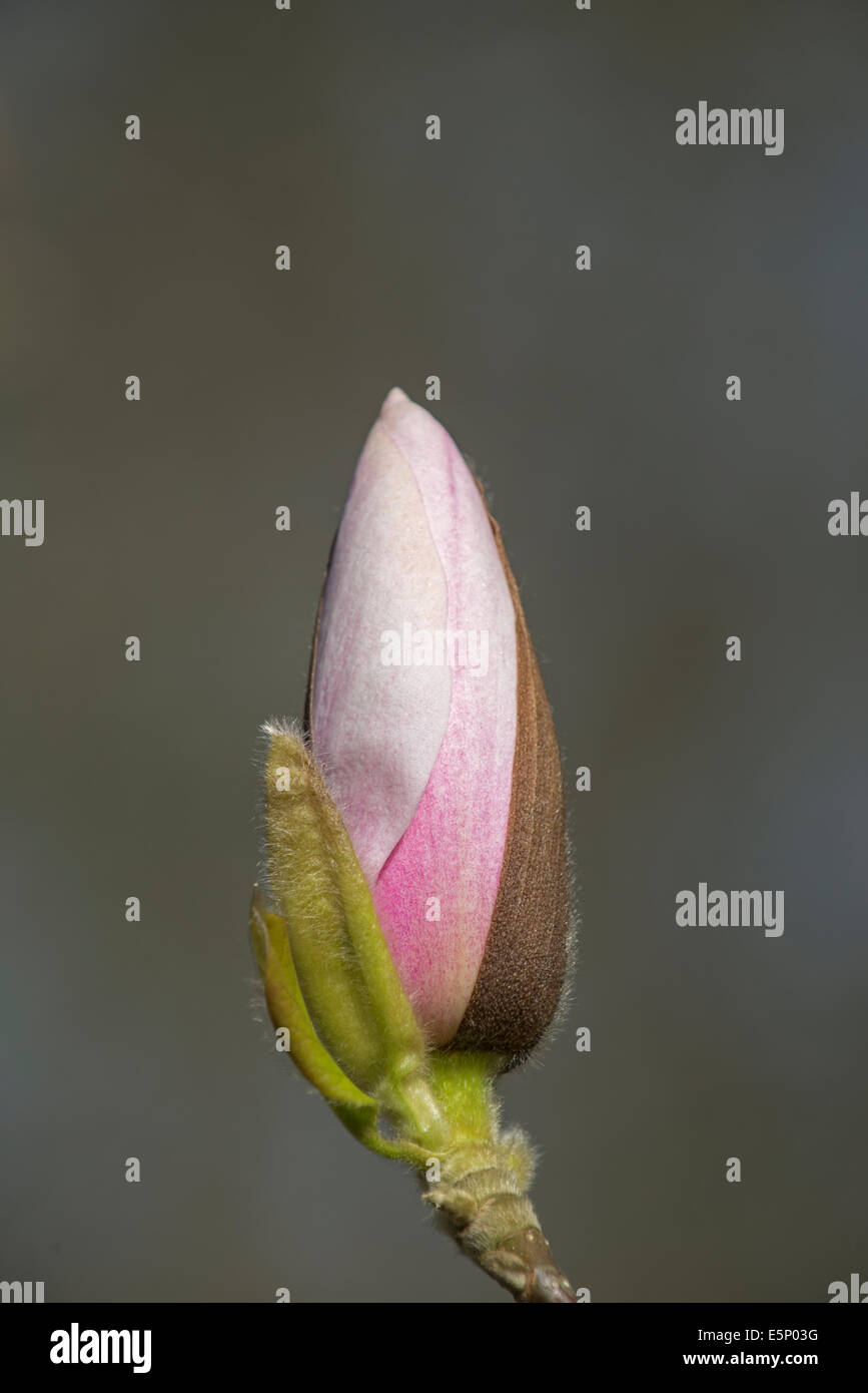 Magnolia "Milky Way". Flower bud opening Stock Photo - Alamy