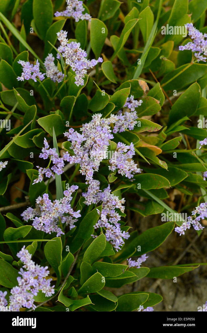 Sea lavender hi-res stock photography and images - Alamy