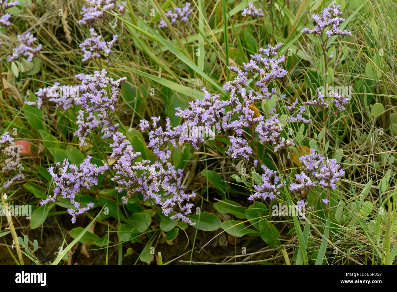 Sea lavender hi-res stock photography and images - Alamy