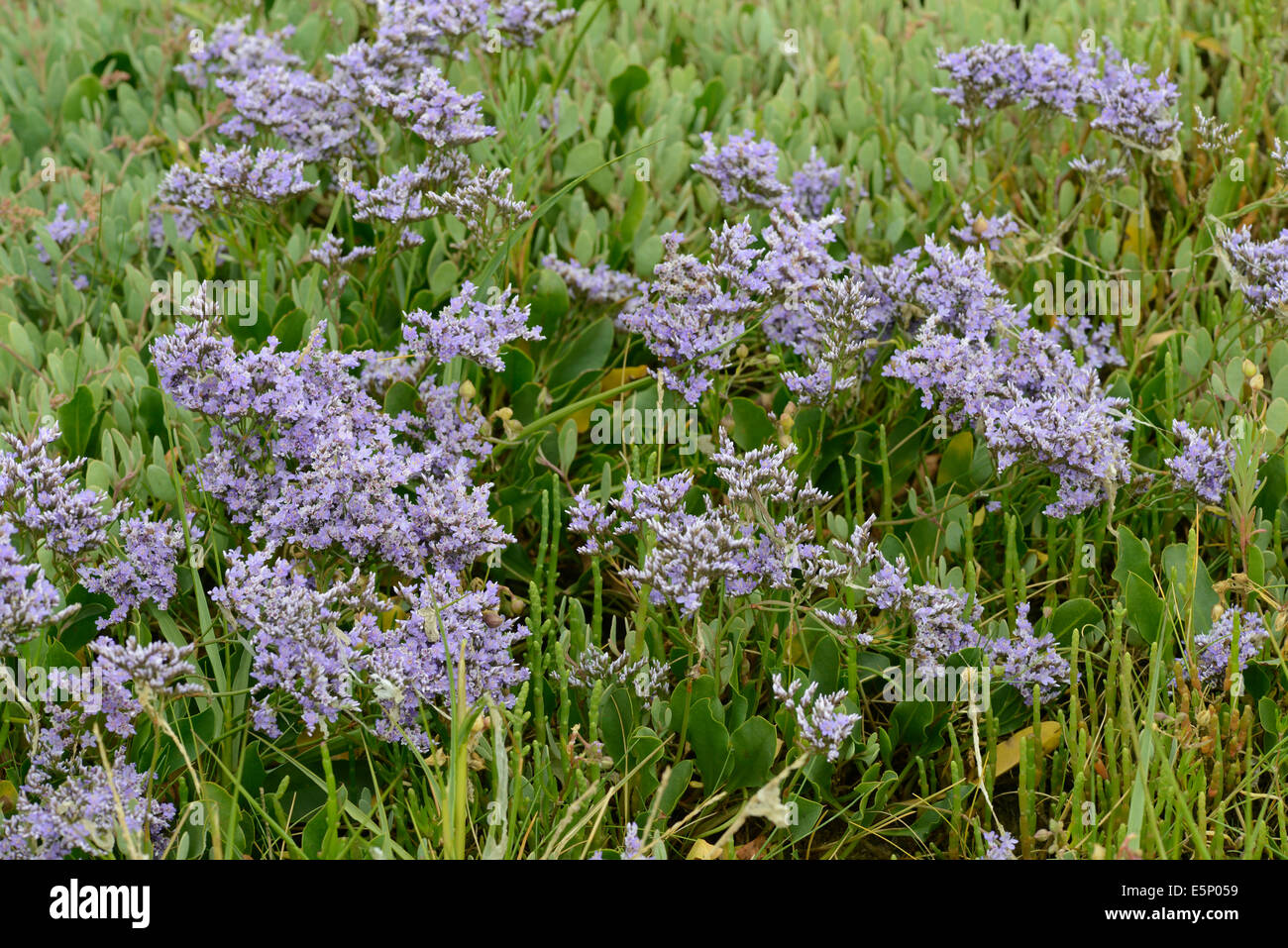 Sea lavender hi-res stock photography and images - Alamy