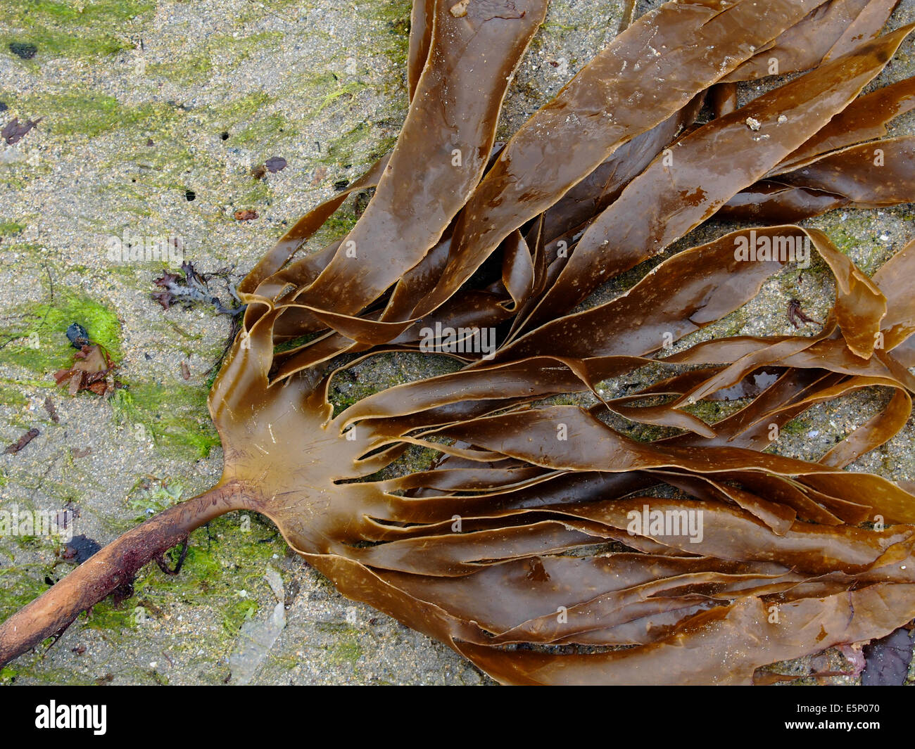 A frond of kelp washed up in the intertidal zone and surrounded by ...
