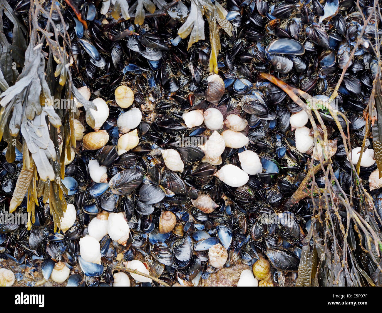 Mussels, whelks and seaweeds growing on rocks in the intertidal zone of ...