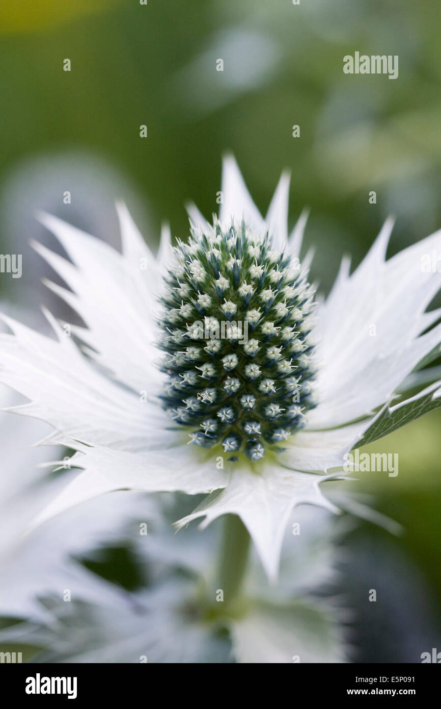 Ghost flower hi-res stock photography and images - Alamy