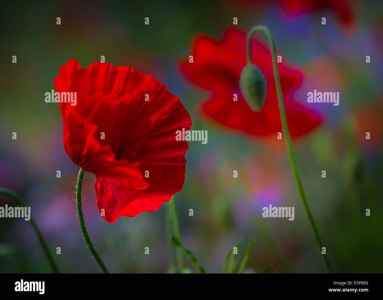 Poppies as a symbol of death hi-res stock photography and images - Alamy