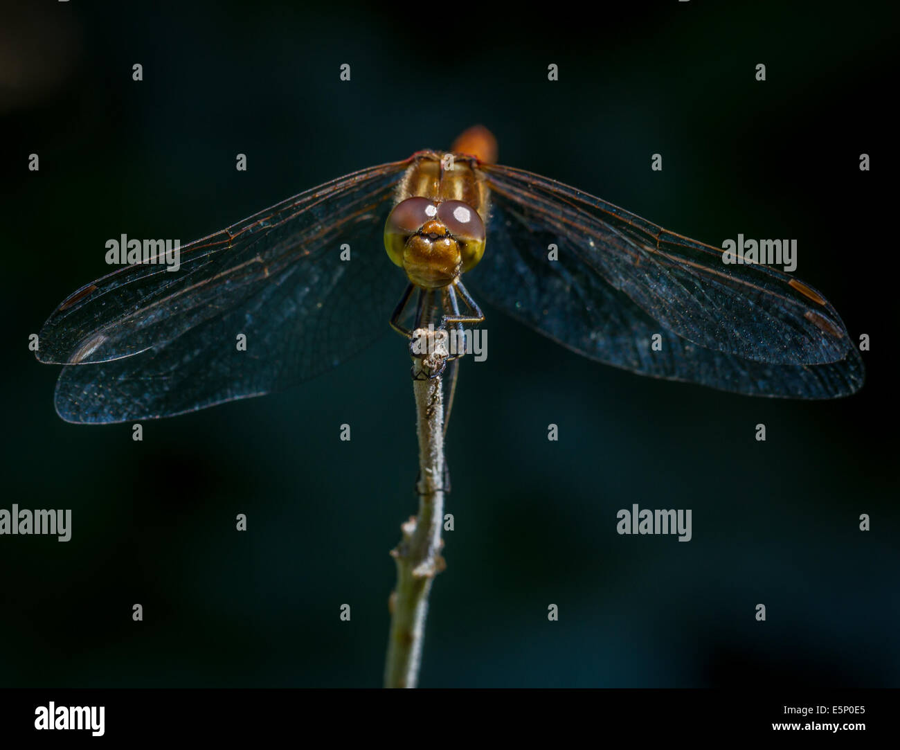 Common Darter Dragonfly looking into the camera Stock Photo - Alamy