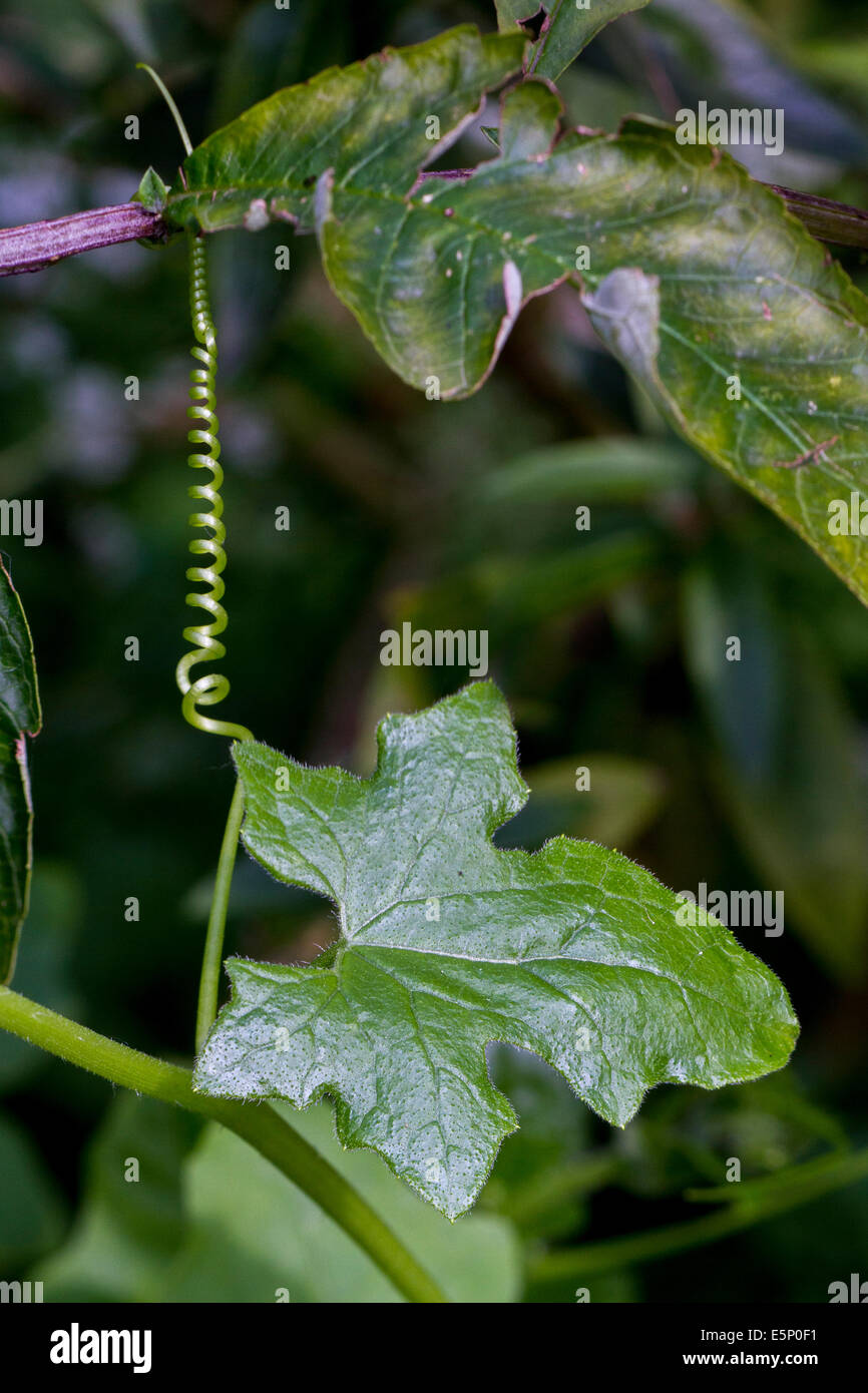 Plants with pointed leaves hi-res stock photography and images - Alamy
