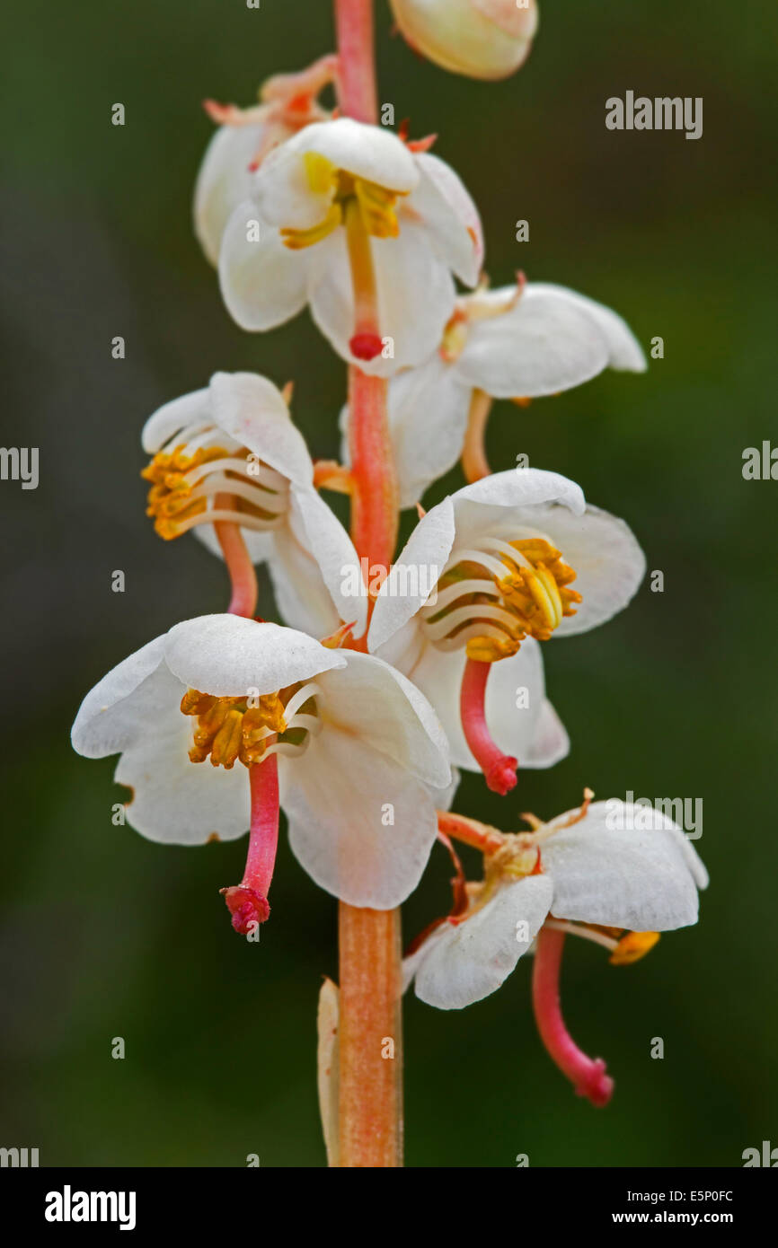 Rotundifolia hi-res stock photography and images - Alamy