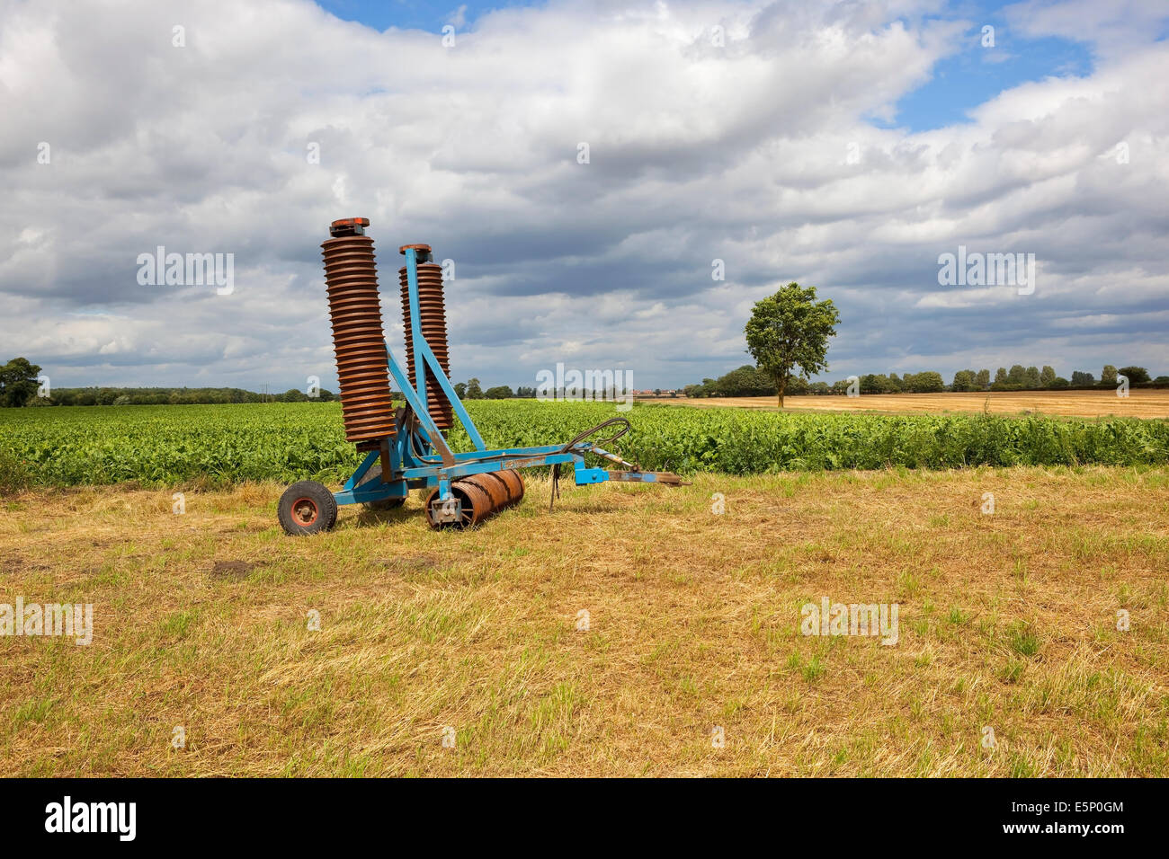 An agricultural roller in a hay meadow by a sugar beet field in the ...