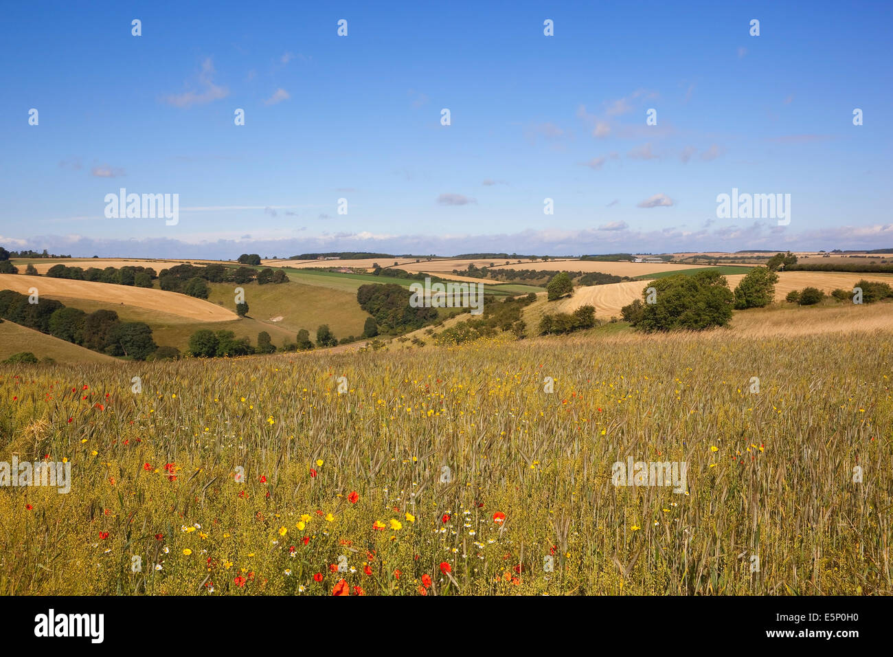 The scenic landscape of the Yorkshire wolds viewed from a colorful ...