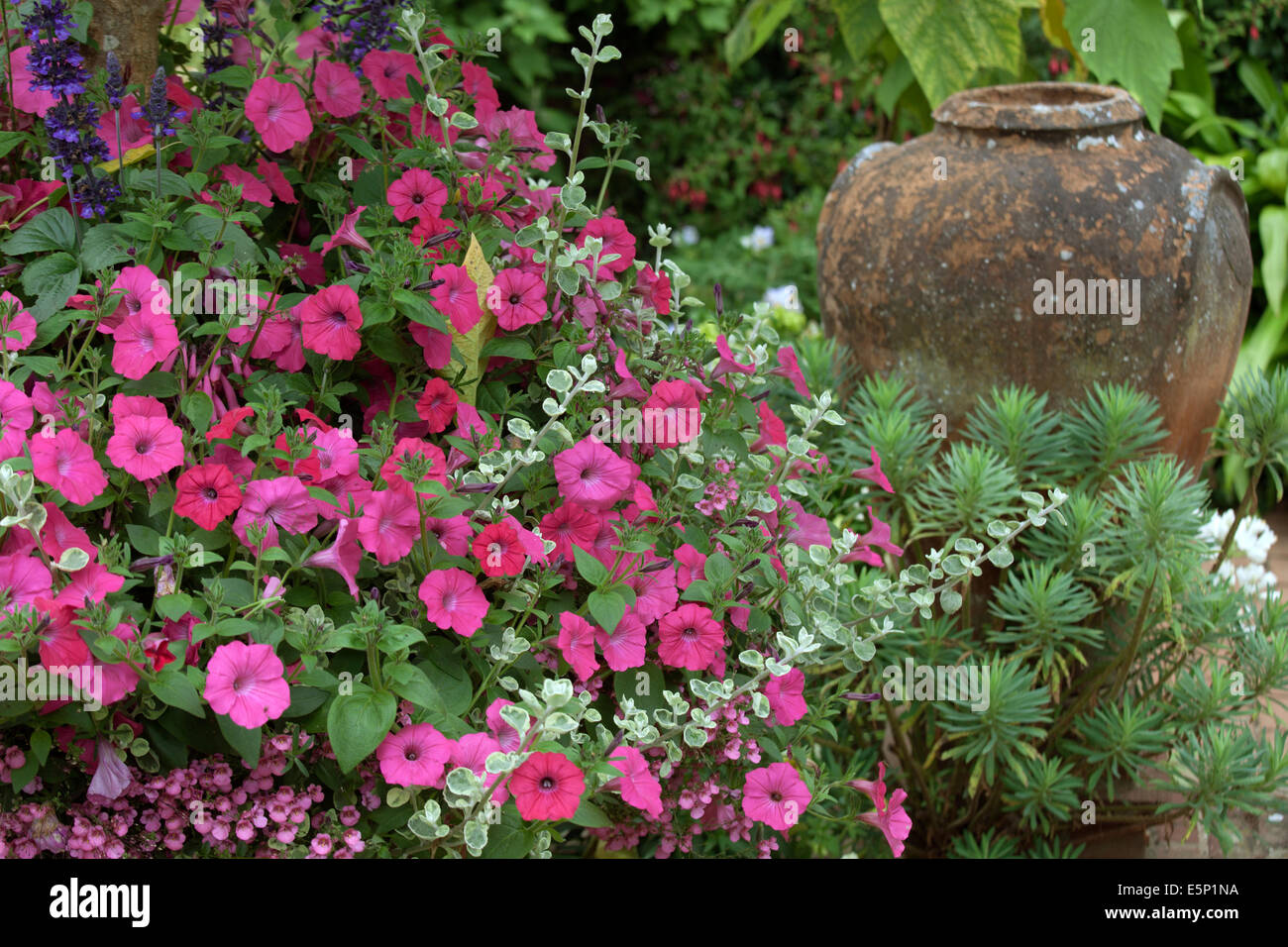 Pink Petunia in containers in garden July Stock Photo - Alamy
