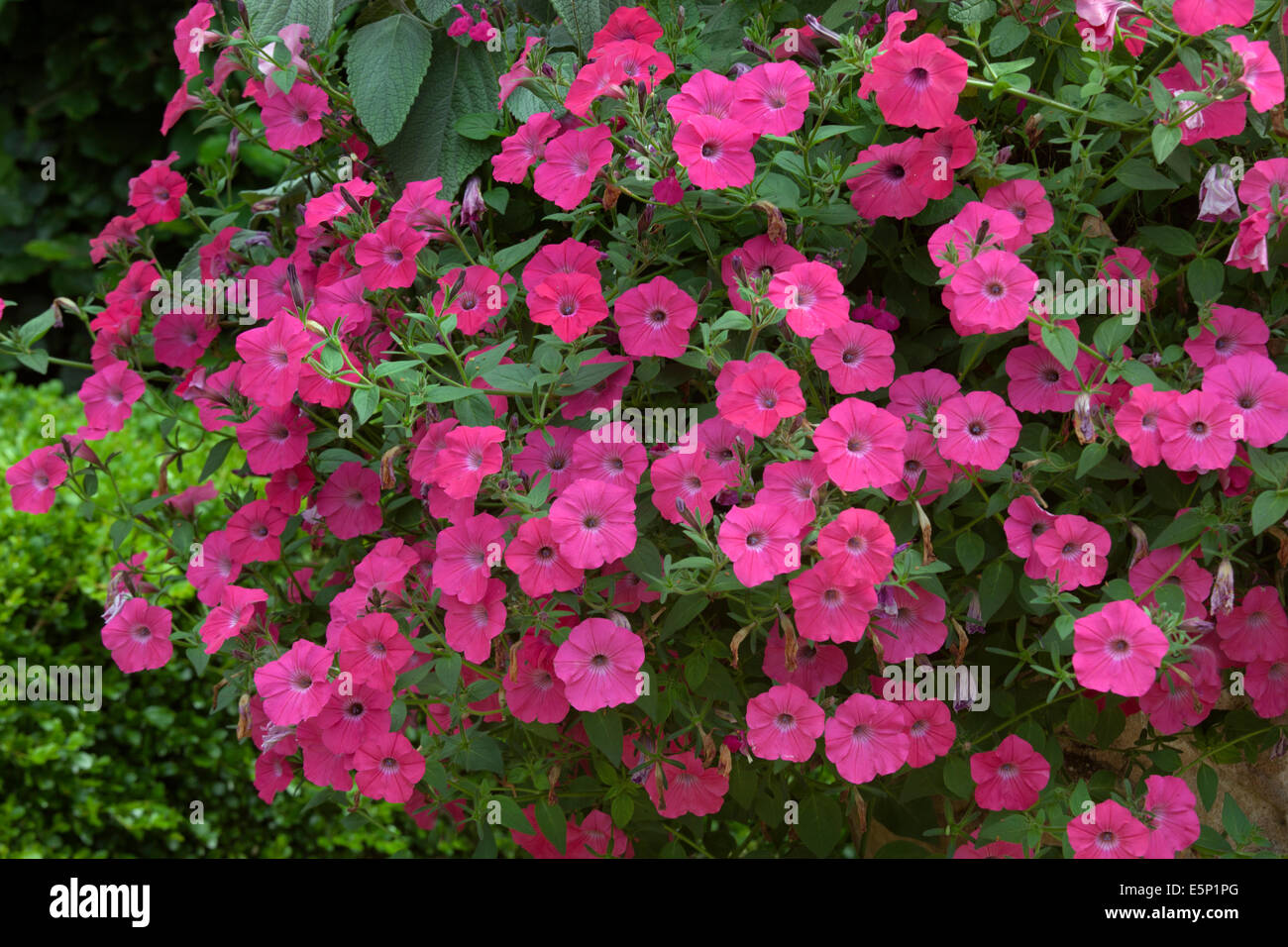 Pink Petunia in containers in garden July Stock Photo - Alamy