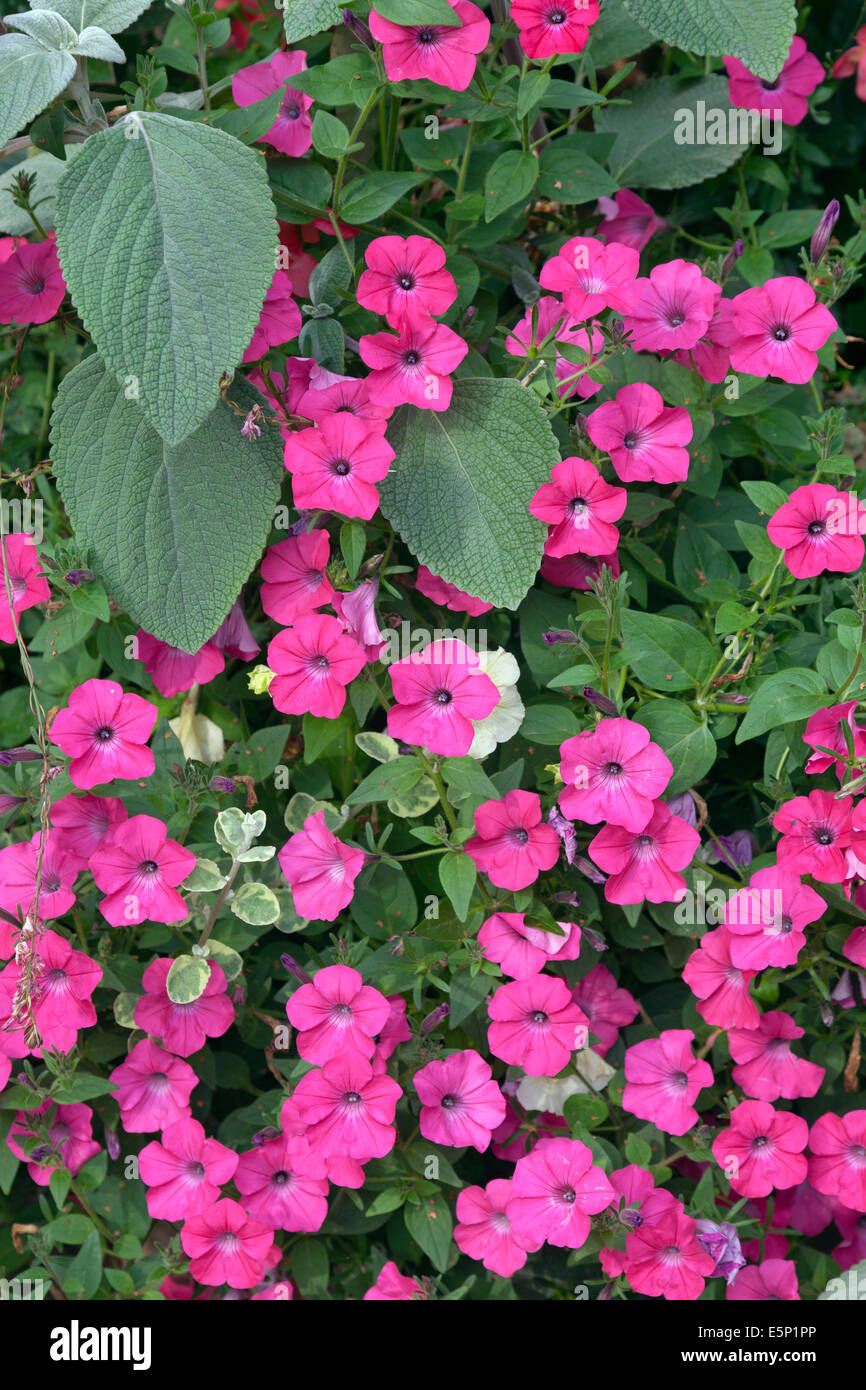 Pink Petunia in containers in garden July Stock Photo - Alamy