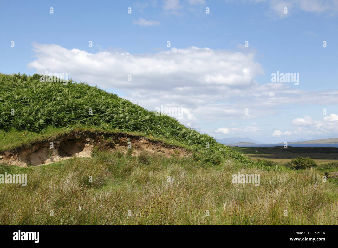 Sand Martin colony, Gorton, Isle of Mull, Scotland, July 2014 Stock ...