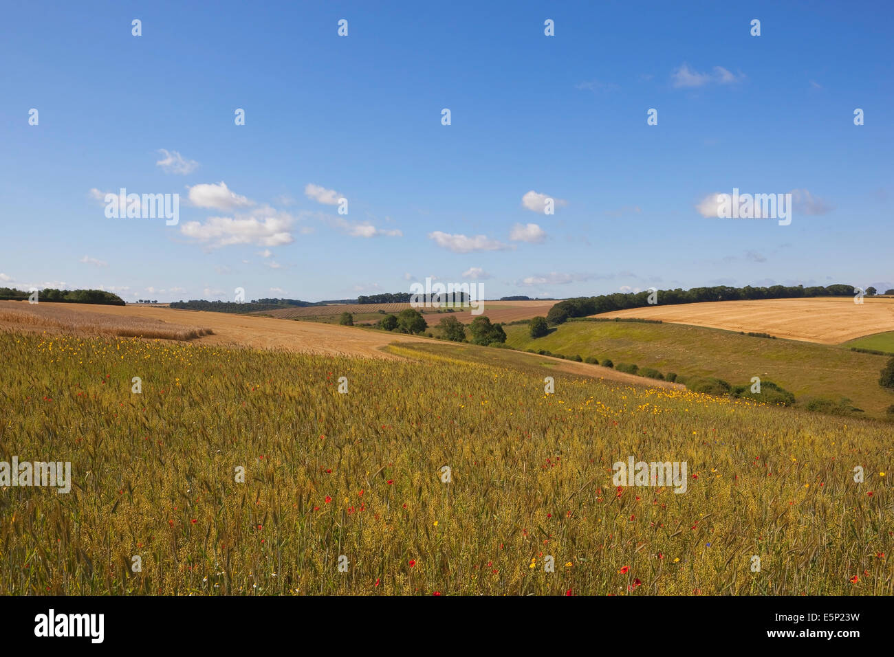 A beautiful wildflower meadow with cornfield annual flowers in the ...