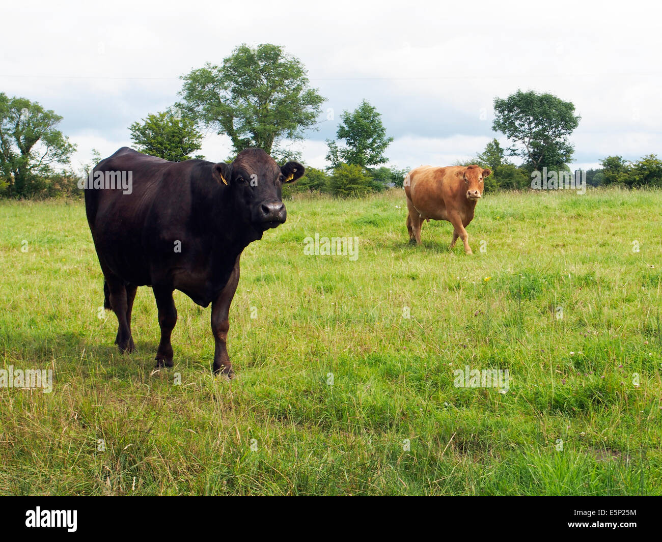 Dunmore county galway hi-res stock photography and images - Alamy