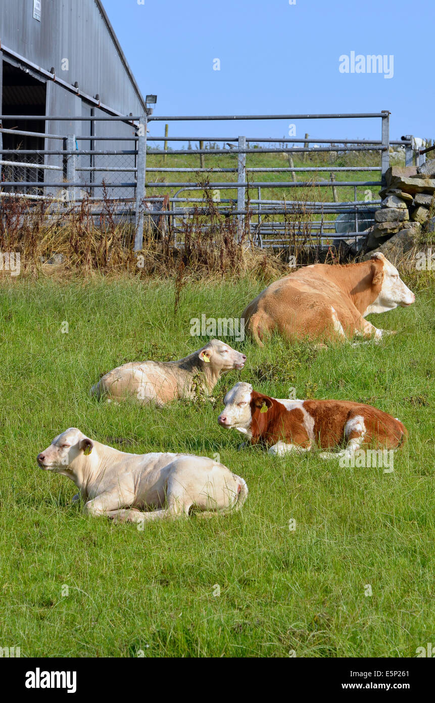 Small calves behind fence hi-res stock photography and images - Alamy