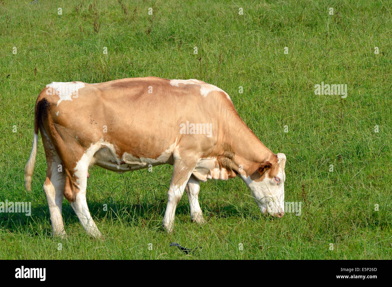 The fattened calf hi-res stock photography and images - Alamy