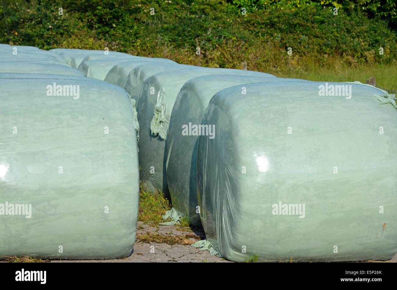 Rolls of silage for animal feed wrapped in green polythene by s ...
