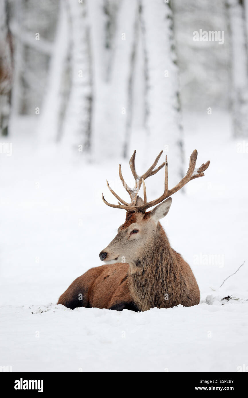 Stag in winter hi-res stock photography and images - Alamy