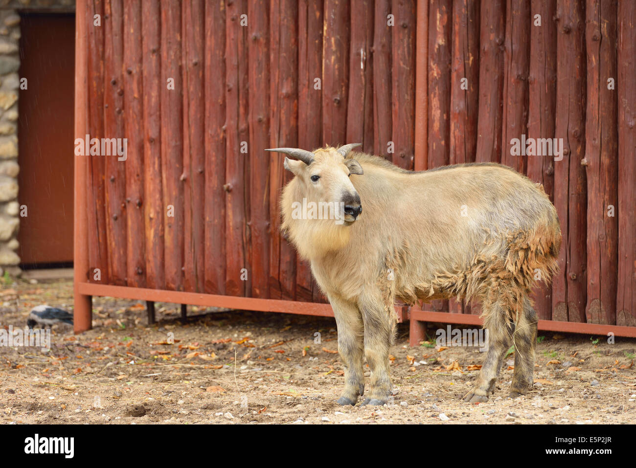 Takin, also called cattle chamois or gnu goat, is goat-antelope found ...