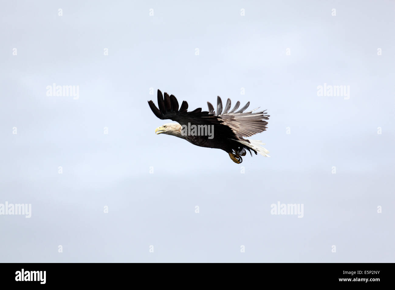 White-tailed sea eagle in flight, ISle of Mull, Scotland, July 2014 ...
