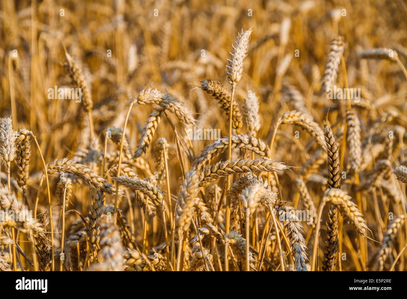 Wheat field ready for harvest Stock Photo - Alamy