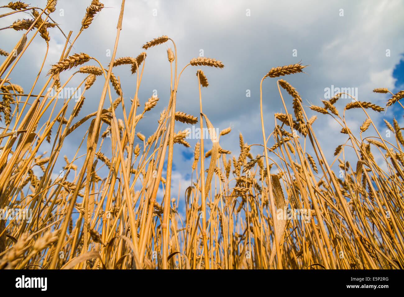 Wheat field ready for harvest Stock Photo - Alamy