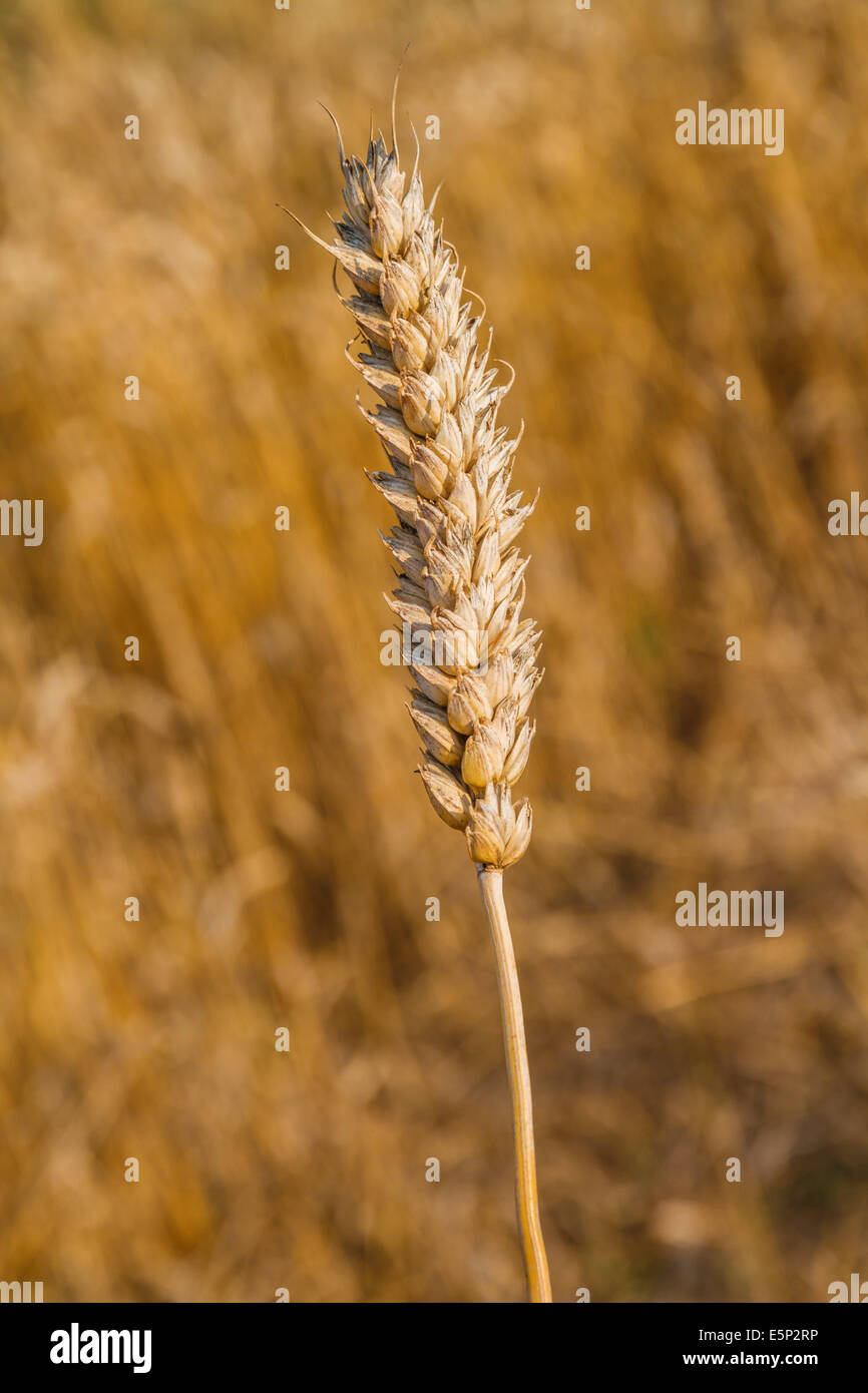 Wheat field ready for harvest Stock Photo - Alamy