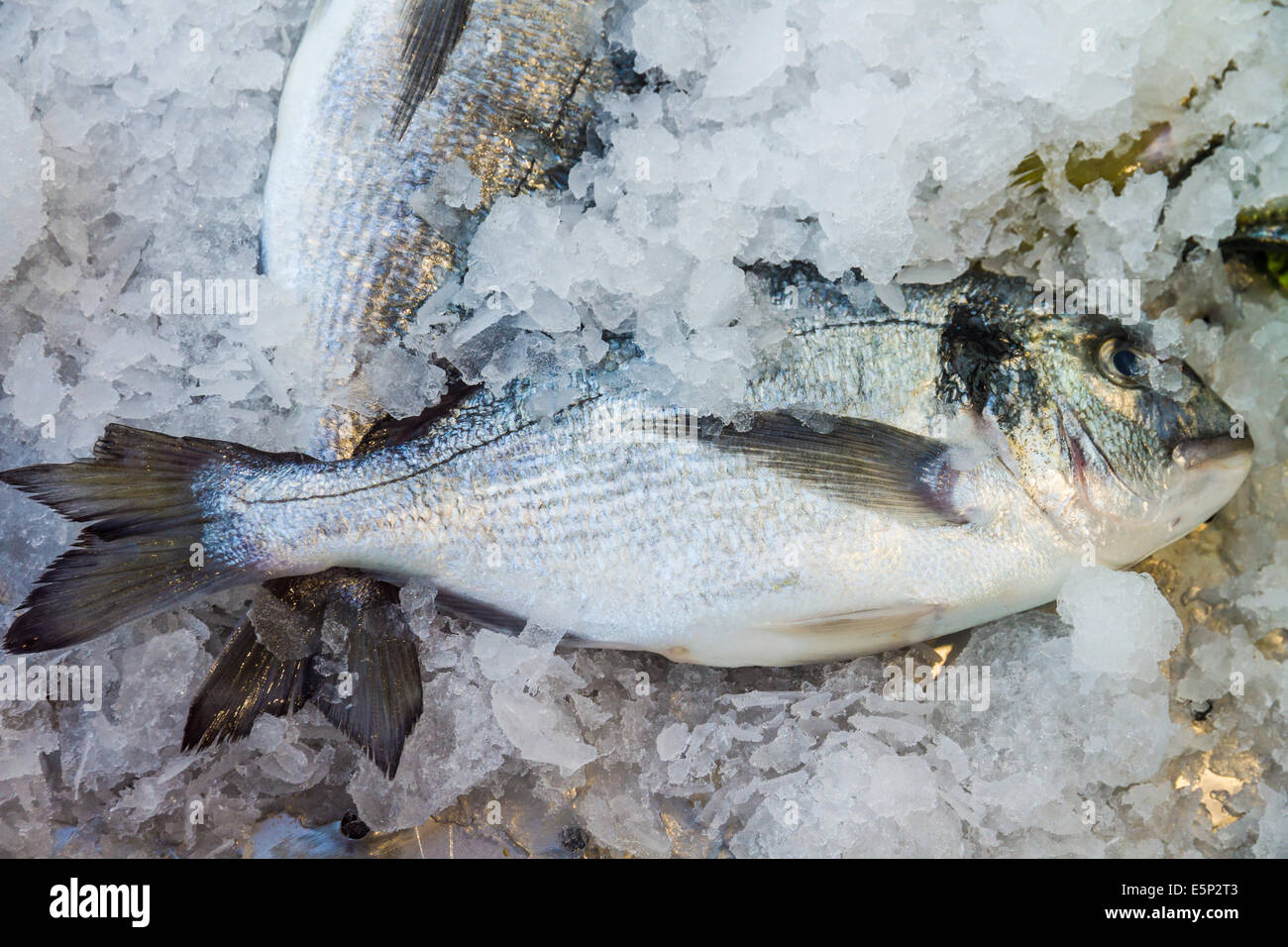Gilt-head bream(dorade) on ice at the seafood booth Stock Photo - Alamy