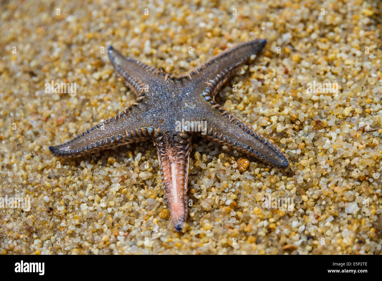 Live Starfish in sand beaches of Greece Stock Photo - Alamy