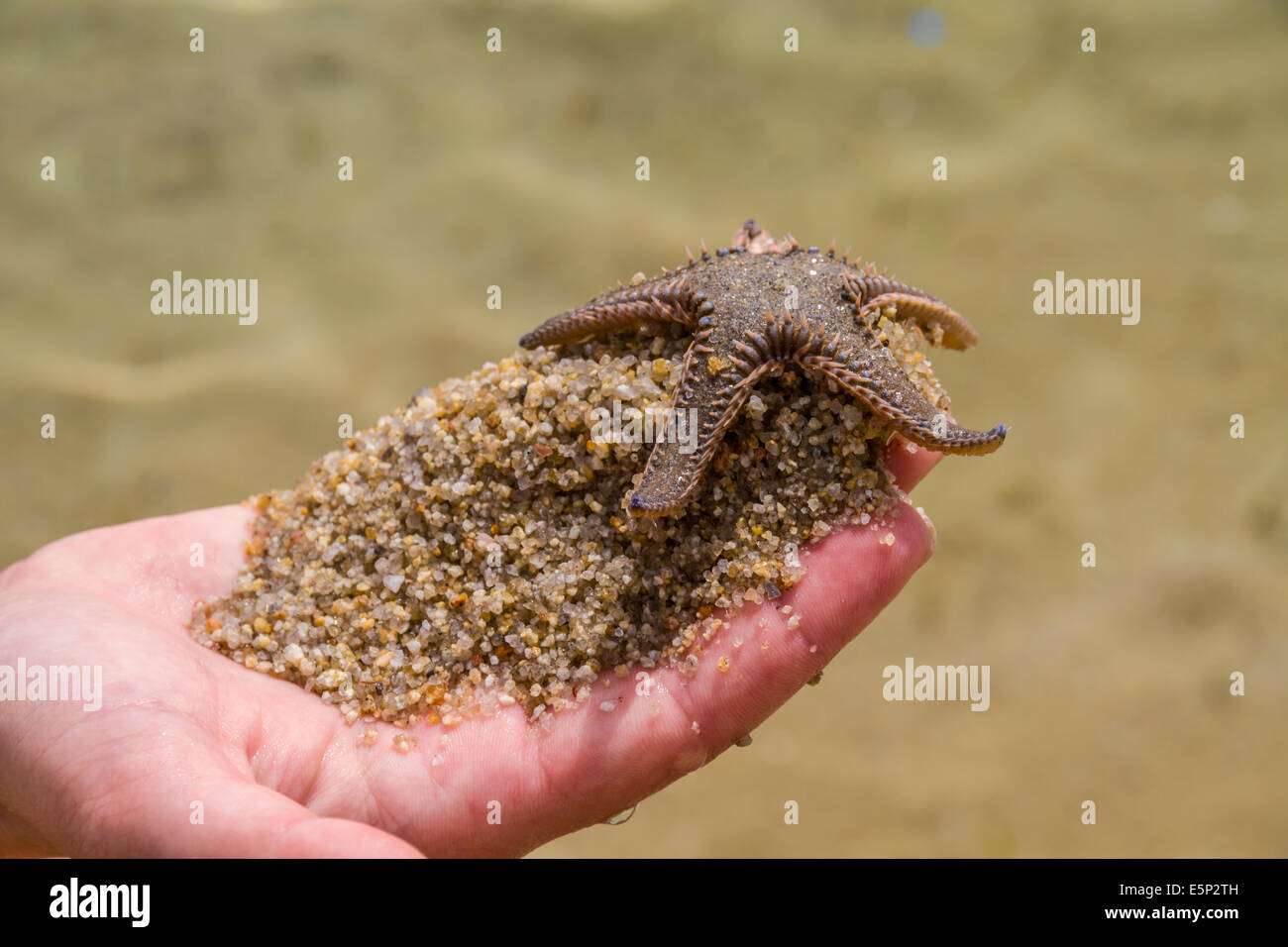Live starfish on beach hi-res stock photography and images - Alamy