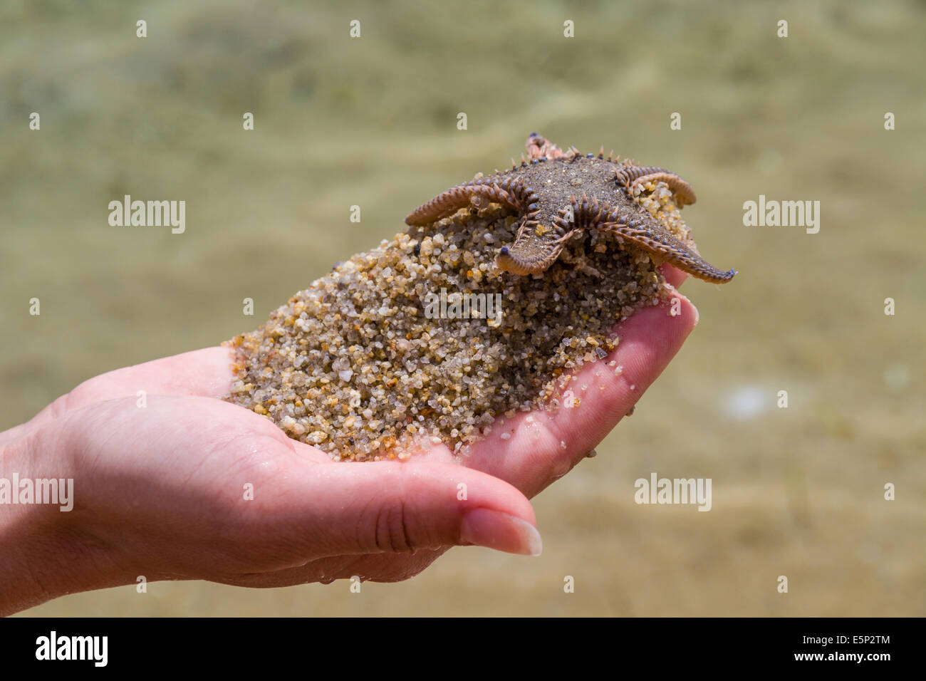Live starfish on beach hi-res stock photography and images - Alamy