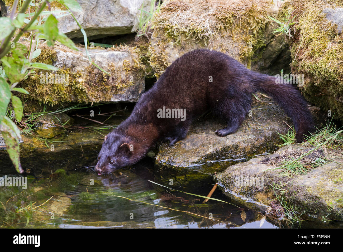 American Mink by a water pool drinking. Showing Tongue Stock Photo - Alamy