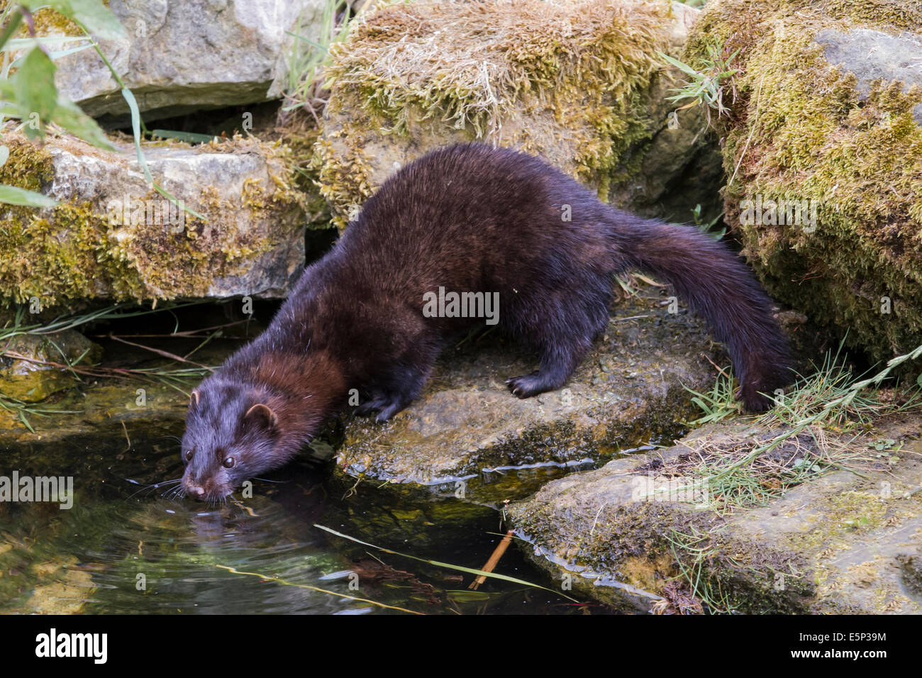 American Mink by a water pool drinking Stock Photo - Alamy